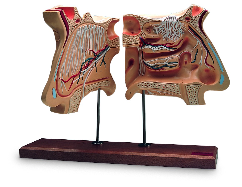 Neus- en reukorgaan model 4x ver | Koop bij VOS instrument