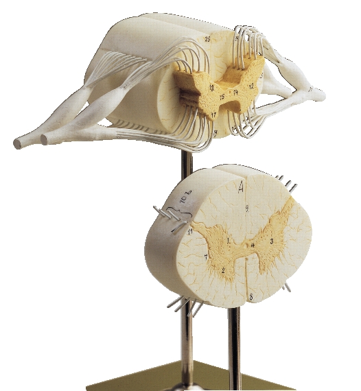 ruggenmerg model SOMSO | Koop bij VOS instrumenten